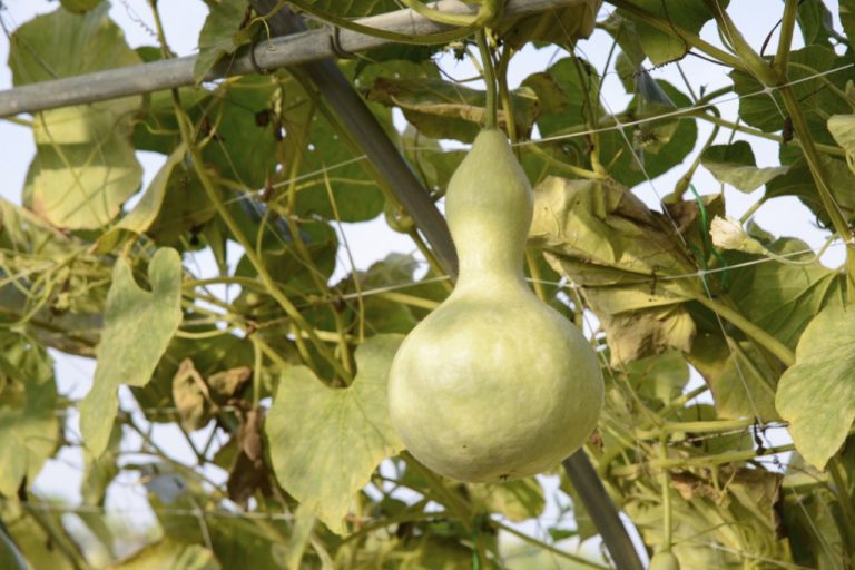 A Guide to How to Grow Gourds - Countryside